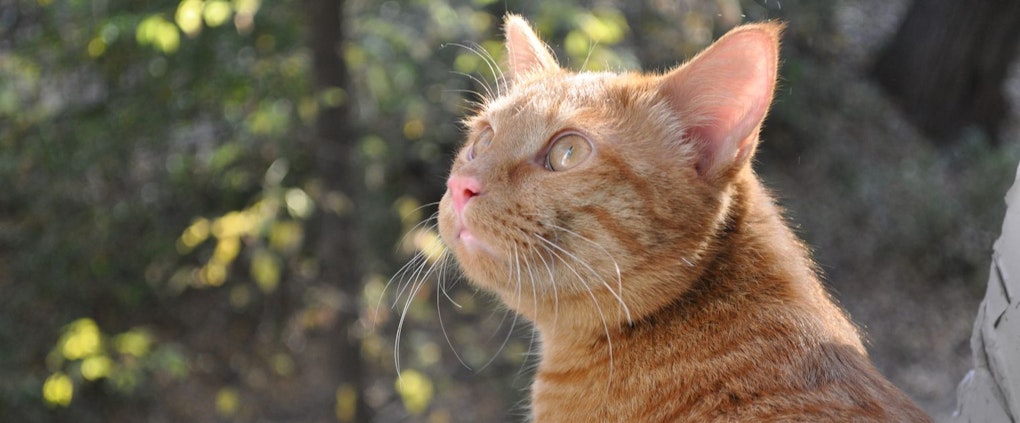 Keeping Outdoor Cats Healthy in the Heat | Animal Clinic of Woodruff ...