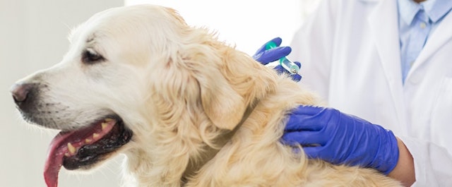 A No-Worry Heartworm Solution | Spartanburg SC