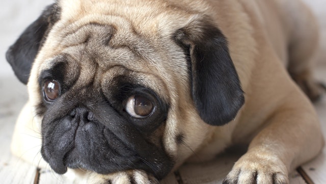 Dry Eye in Dogs | Animal Clinic of Woodruff, Spartanburg, SC